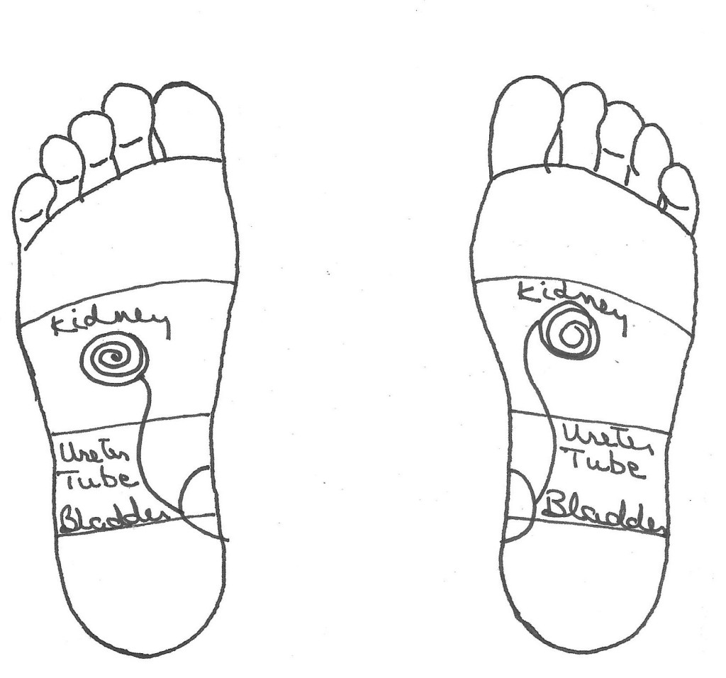 digestive system Archives - Reflexology For The SpiritReflexology For ...